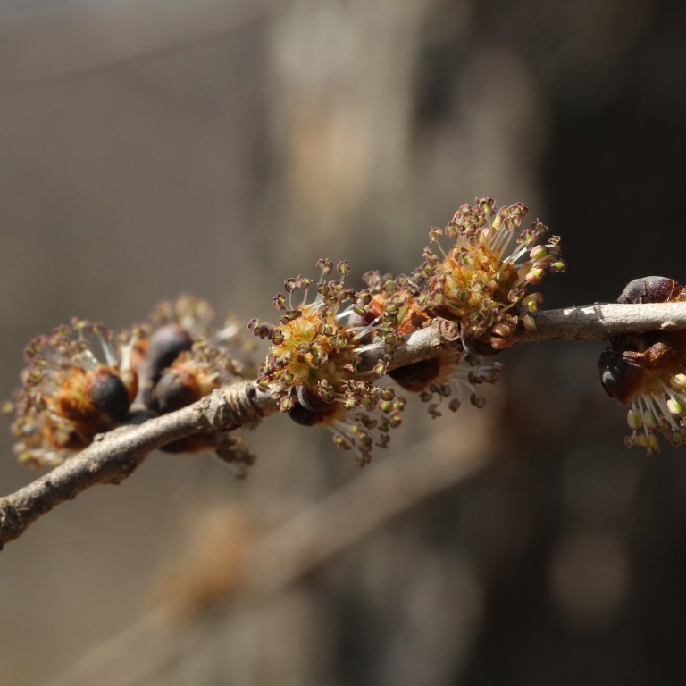 Prospector Elm | Shade Tree Farm