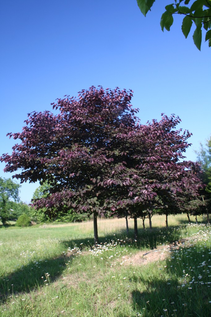 Forest Pansy Redbud - Summer - Shade Tree Farm | Shade Tree Farm