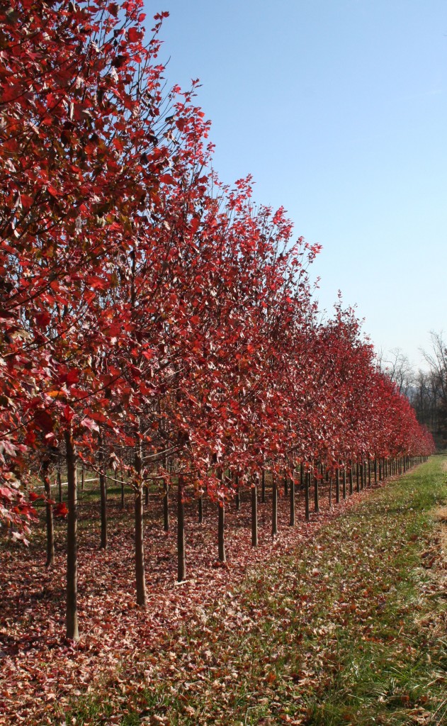 October Glory Red Maple - Late Fall - Shade Tree Farm | Shade Tree Farm