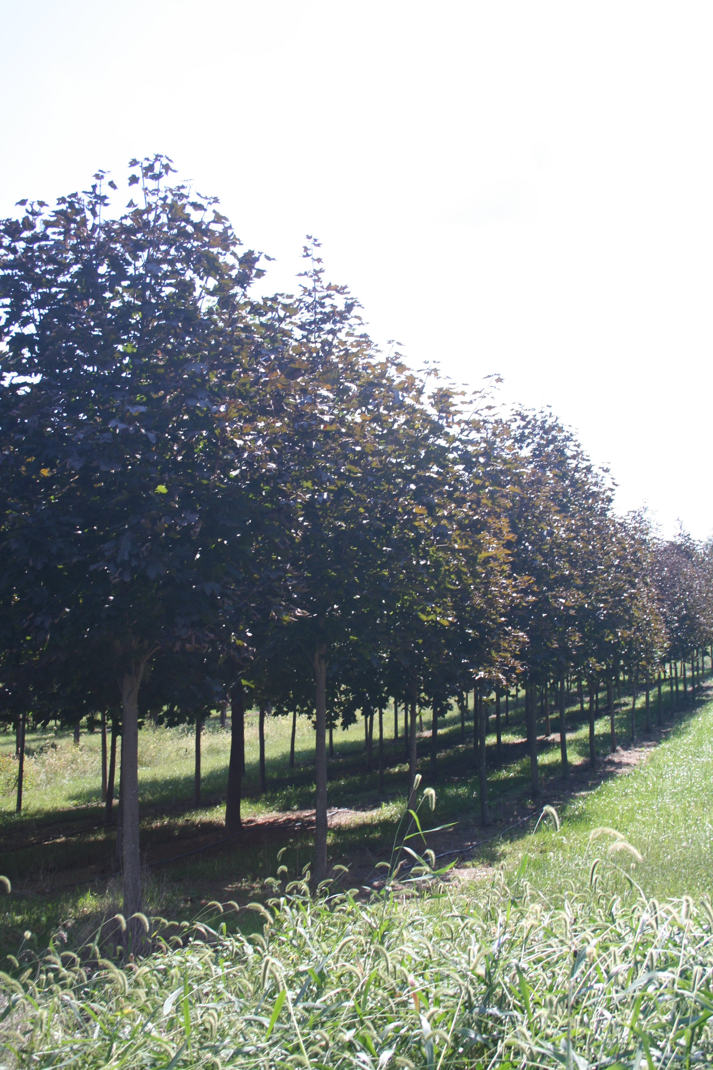 Royal Red Norway Maple - Summer - Shade Tree Farm | Shade Tree Farm