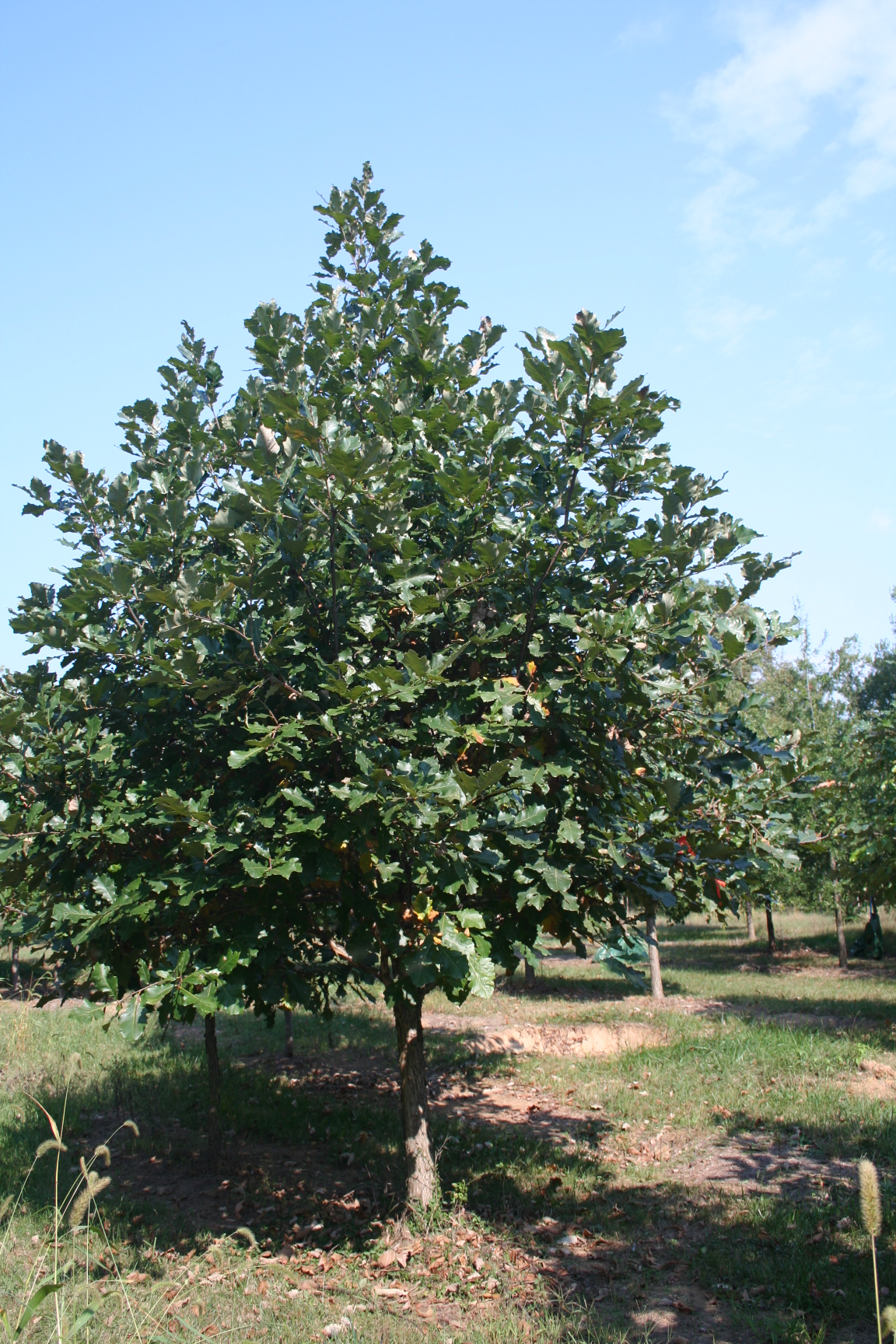 Swamp White Oak - Summer - Shade Tree Farm | Shade Tree Farm