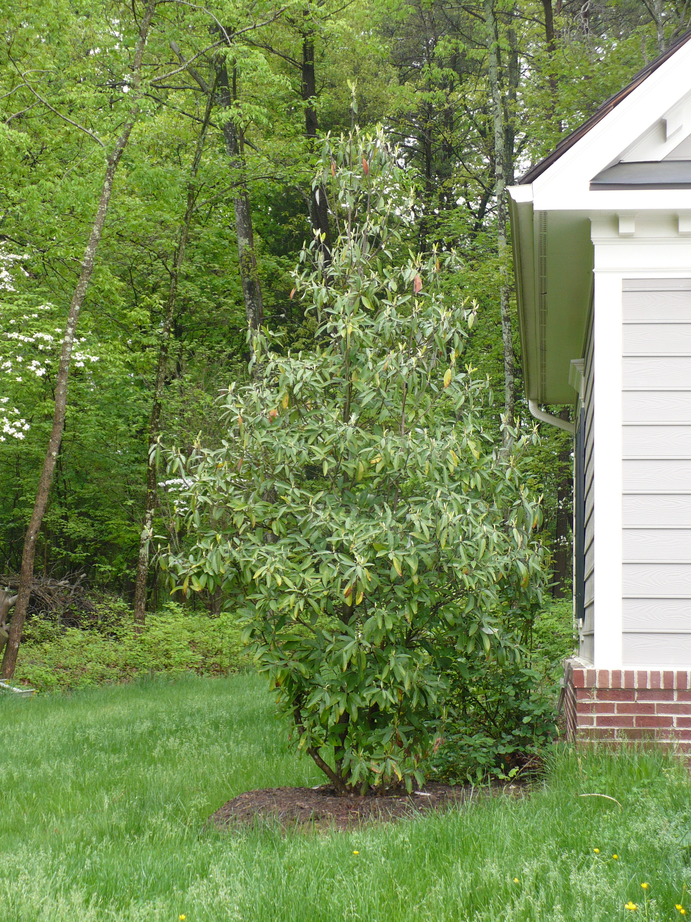 Sweetbay - Shade Tree Farm | Shade Tree Farm