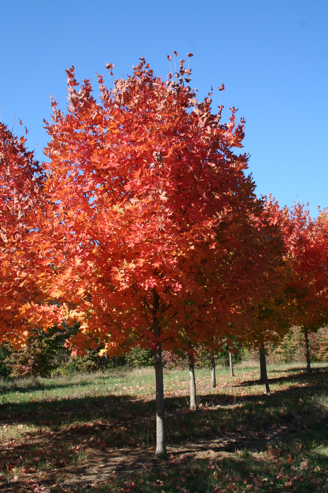 Virginia Tree Farm Legacy Sugar Maple | Shade Tree Farm