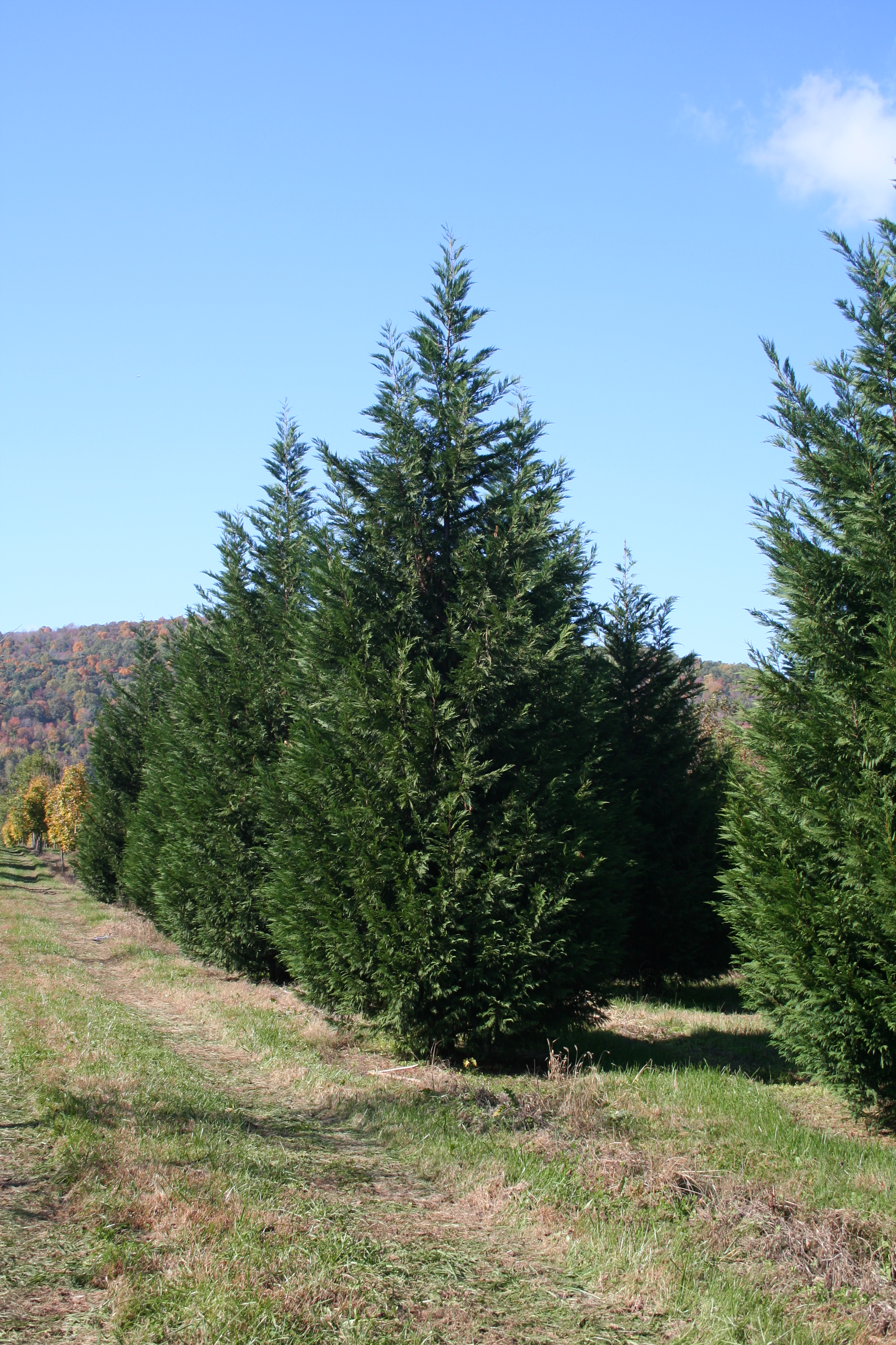 Evergreen Leyland Cypress Cupressocyparis Leylandii Shade Tree Farm Evergreen Leyland Cypress Cupressocyparis Leylandii Shade Tree Farm