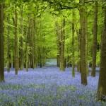 Tree Farm Northern Virginia | Shade Tree Farm