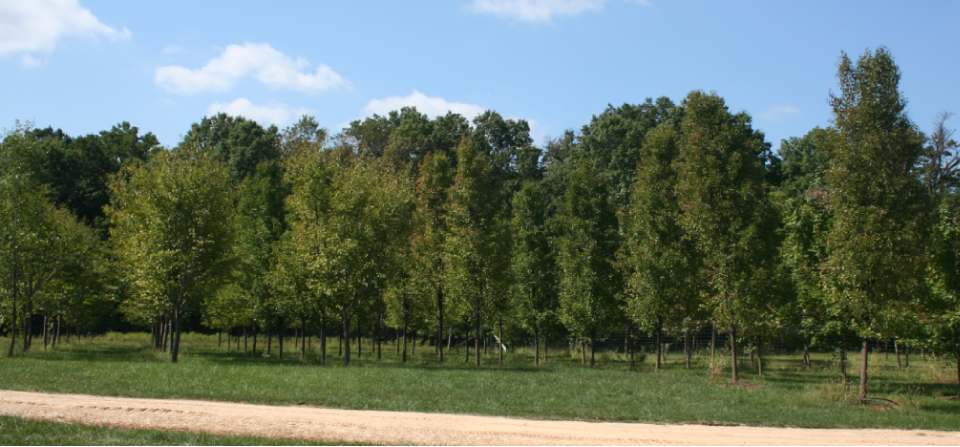 About Shade Tree Farm Northern Virginia Tree Nursery | Shade Tree Farm