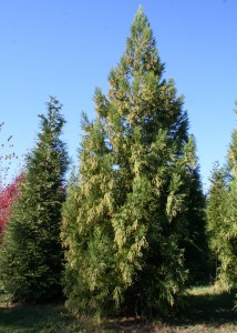Trees We Love - Yoshino Cryptomeria | Shade Tree Farm