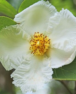 Trees We Love - Japanese stewartia | Shade Tree Farm | N. Virginia ...