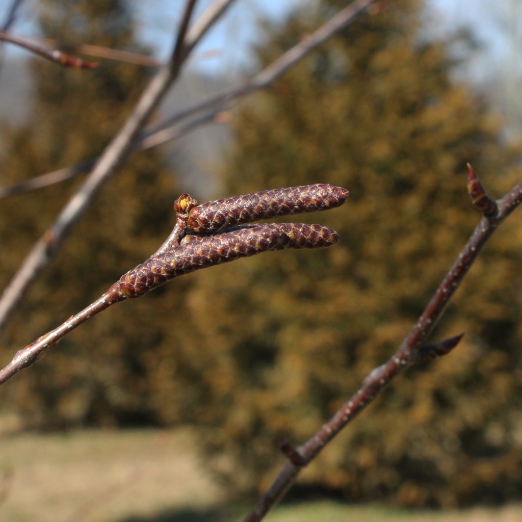 Sweet Birch | Shade Tree Farm